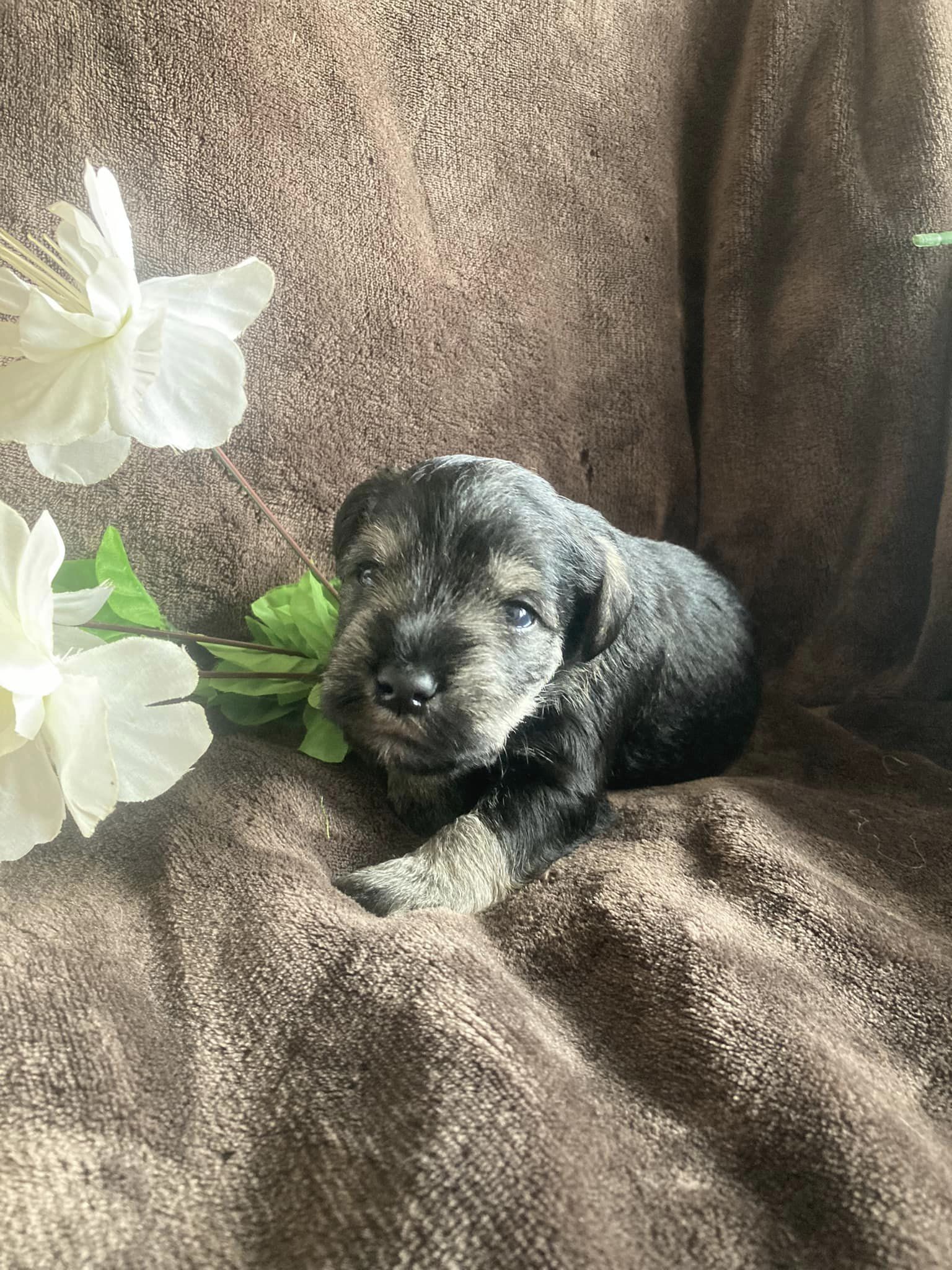 Puppies - Schnauzer Country