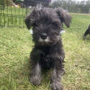 Puppies - Schnauzer Country